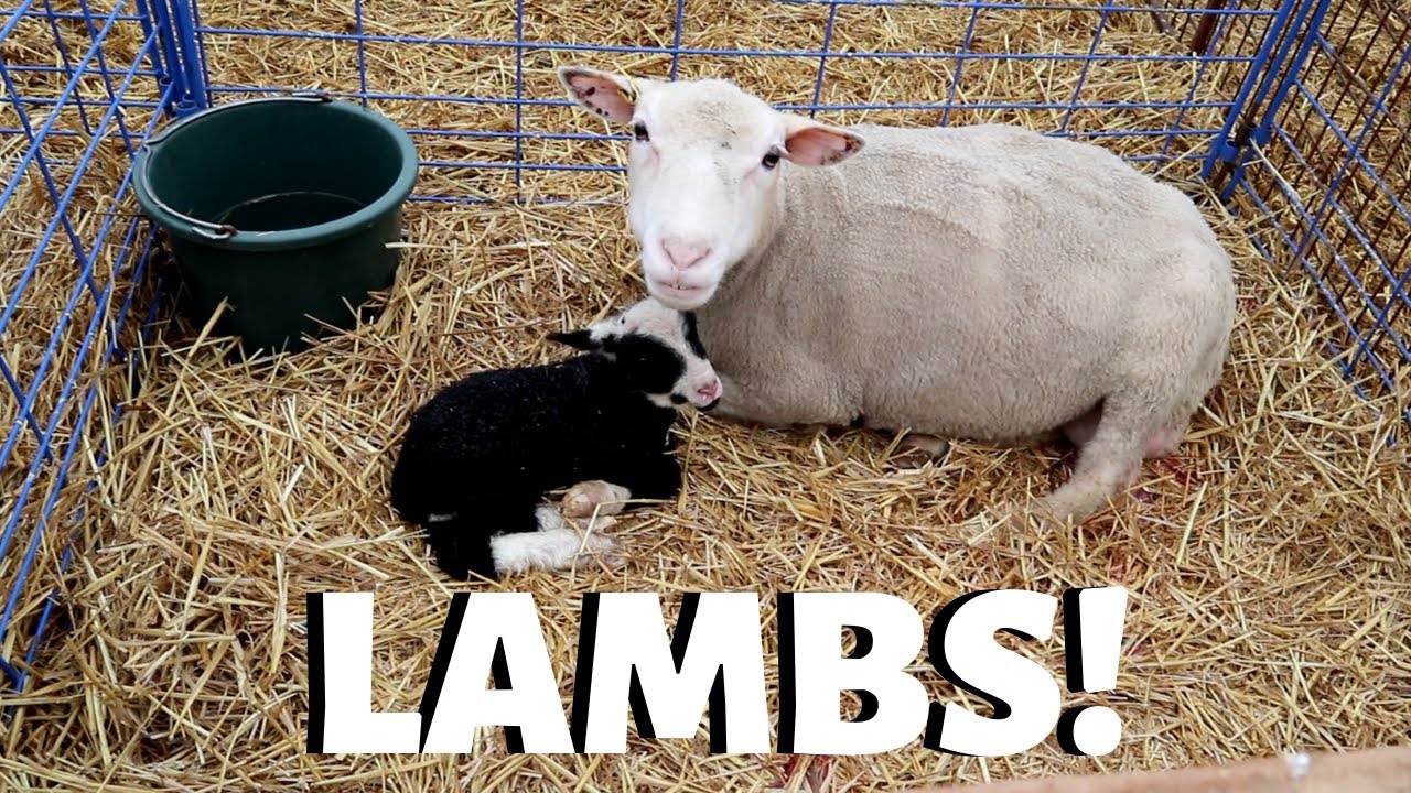 The First Days Of Lambing Vlog 189 Youtube