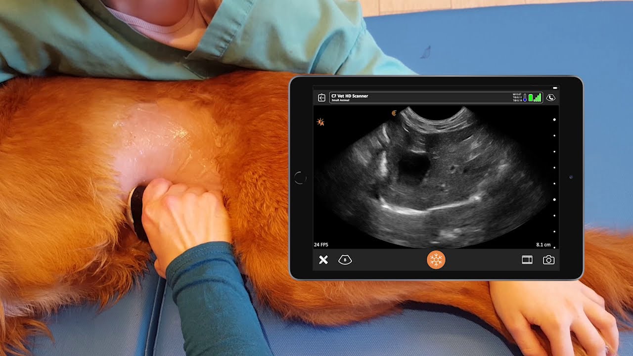 Canine Gallbladder Clarius Mobile Health