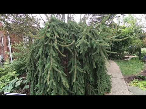 How To Prune A Weeping Spruce Tree