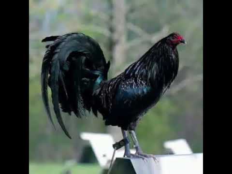 Los Gallos Warhorse Caballo De Guerra Youtube