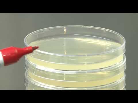 Basic Techniques In Microbiology Solid Media Agarplates Youtube