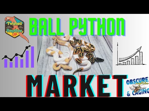 The Ball Python Market What Happened Youtube