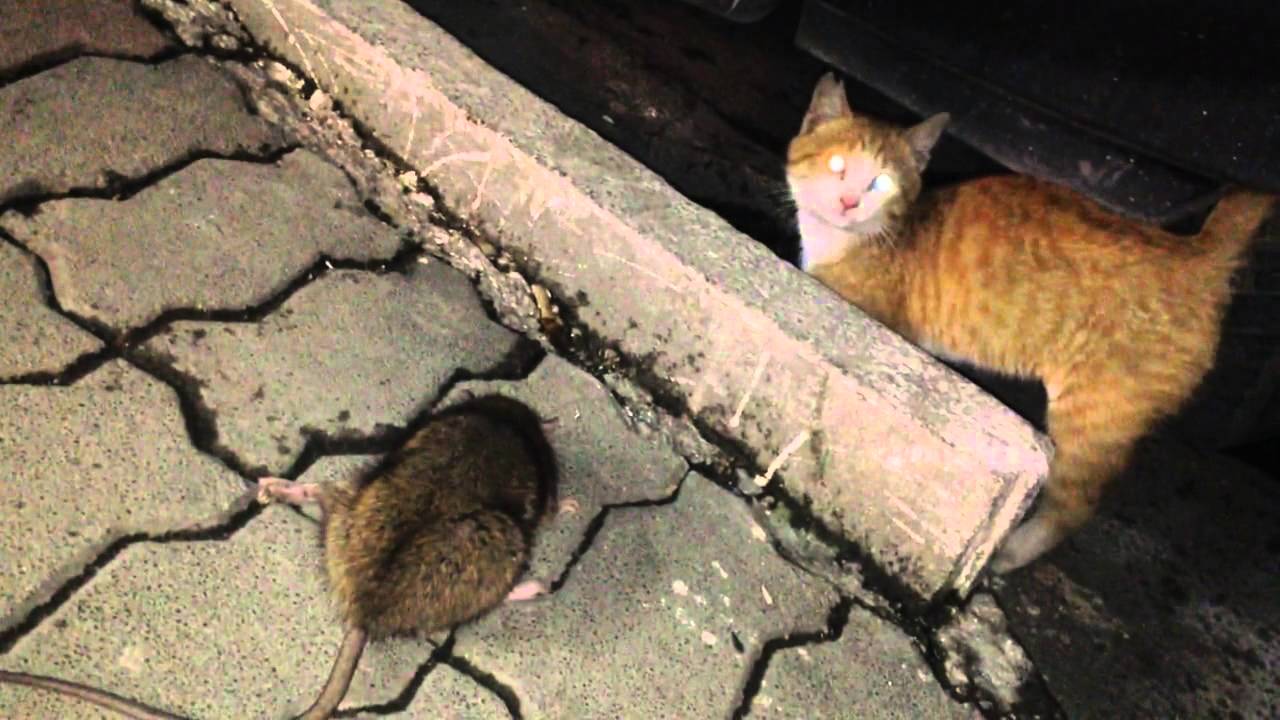 Macja Dhe Miu Youtube