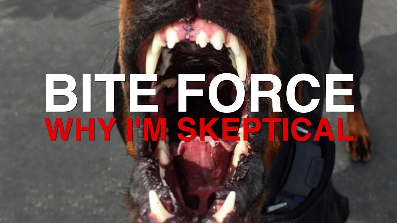 Why I M Skeptical Of Bite Force Stats Youtube