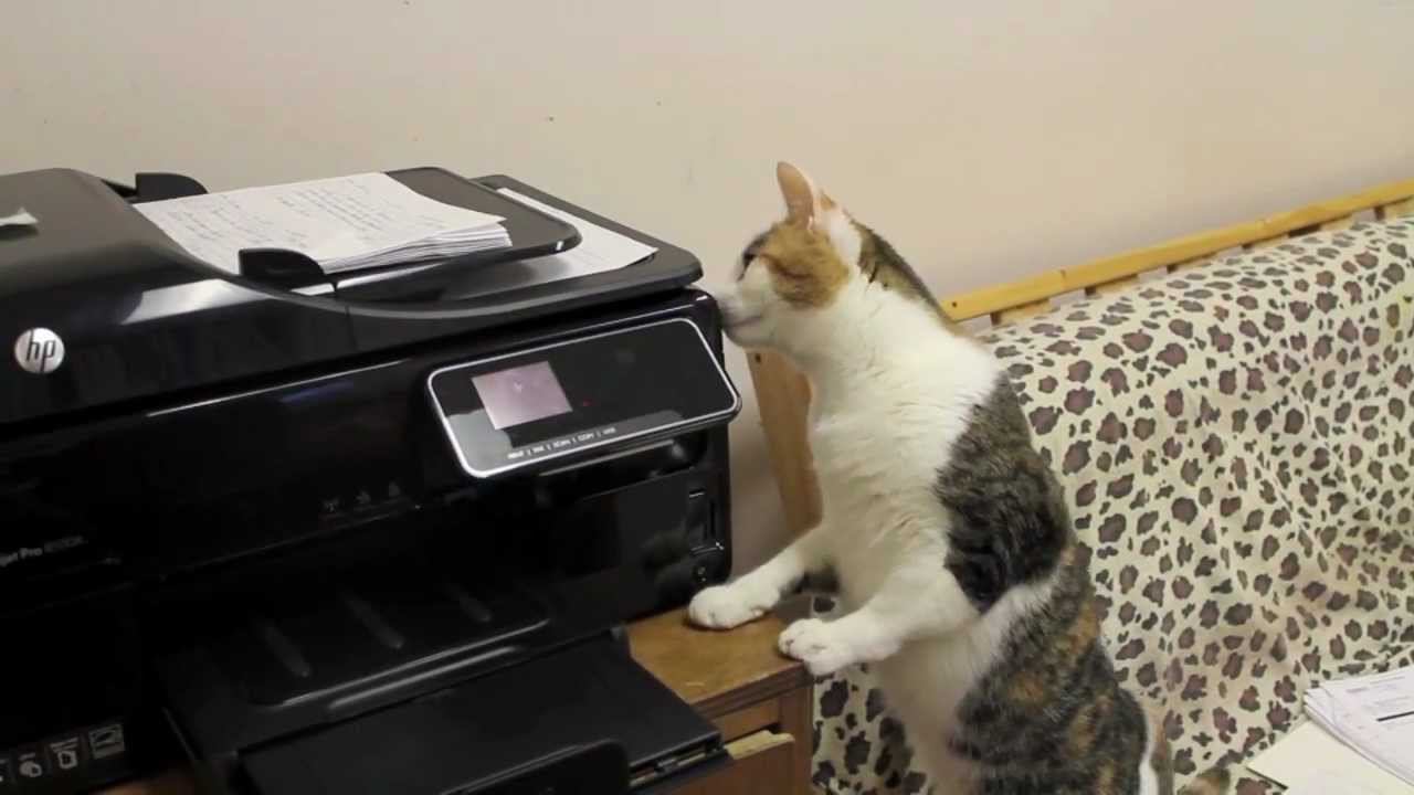 Cat Obsessed With Printer Fax Youtube