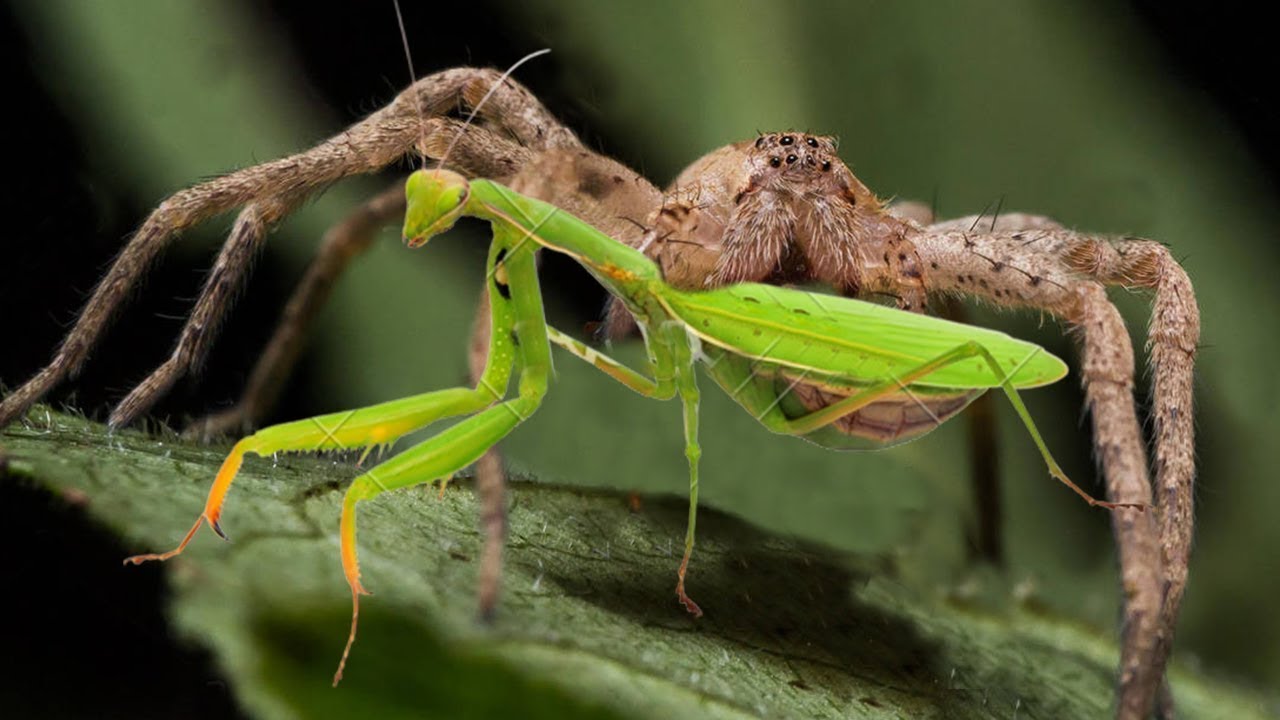Walking Stick Vs Praying Mantis At Ruby Nielsen Blog
