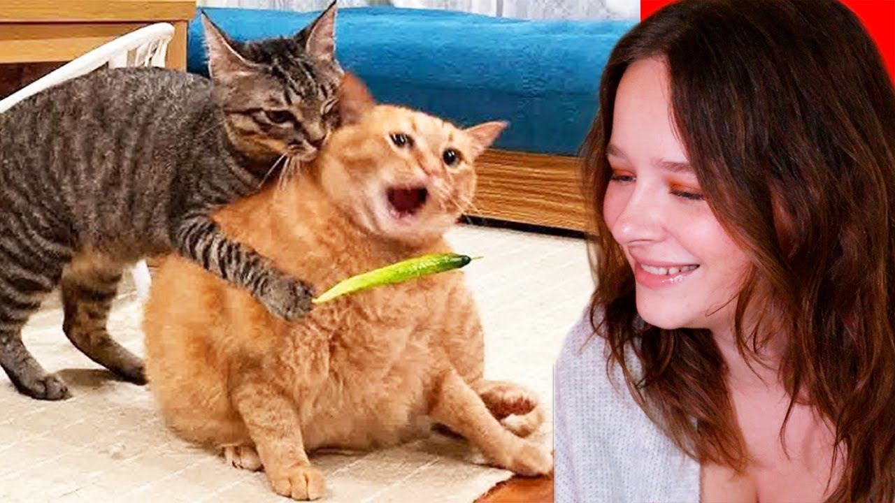 Funniest Cats On Tiktok Youtube