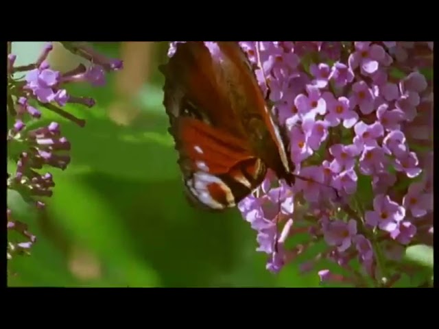 Cbeebies Cbbc On Bbc Two Continuity Saturday 12th April 2008 Chords