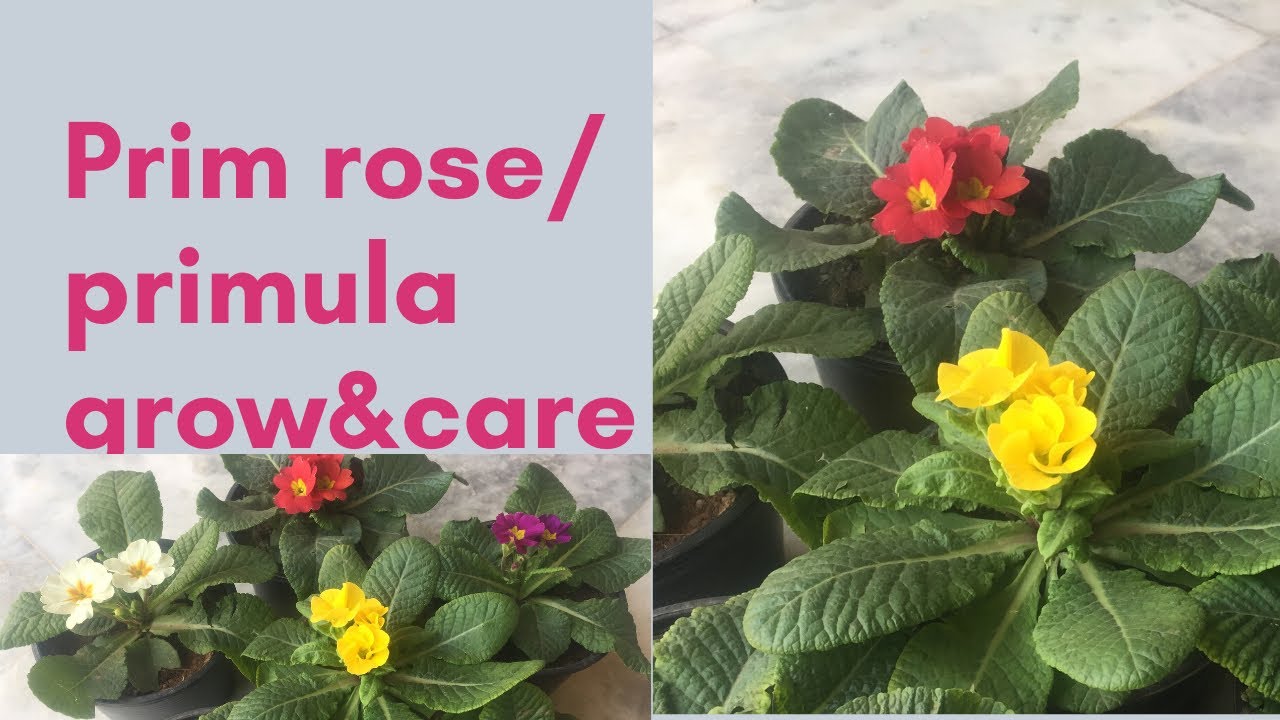 Primrose Primula Grow Care Youtube