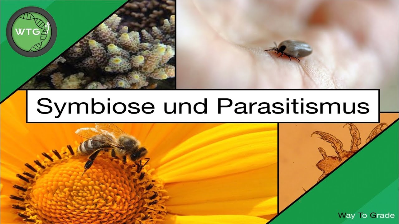 Symbiose Und Parasitismus Einfach Erklärt Youtube