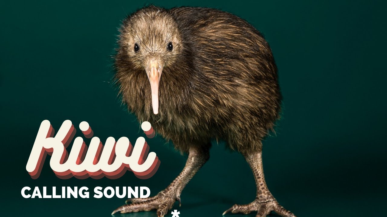 Kiwi Calling Sound Youtube