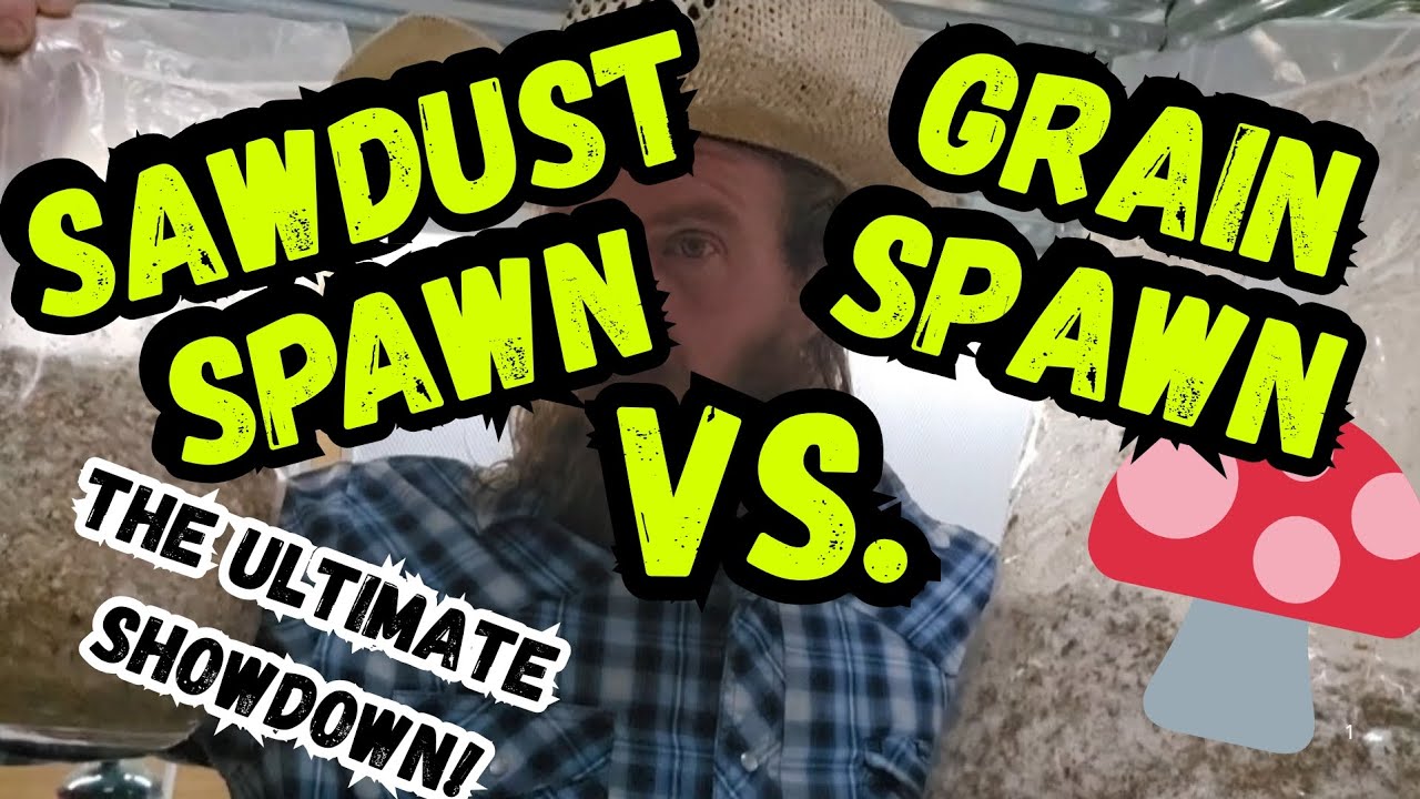 рџќ Sawdust Spawn Vs Grain Spawn рџ ґthe Ultimate Showdown Mushroomfarmer