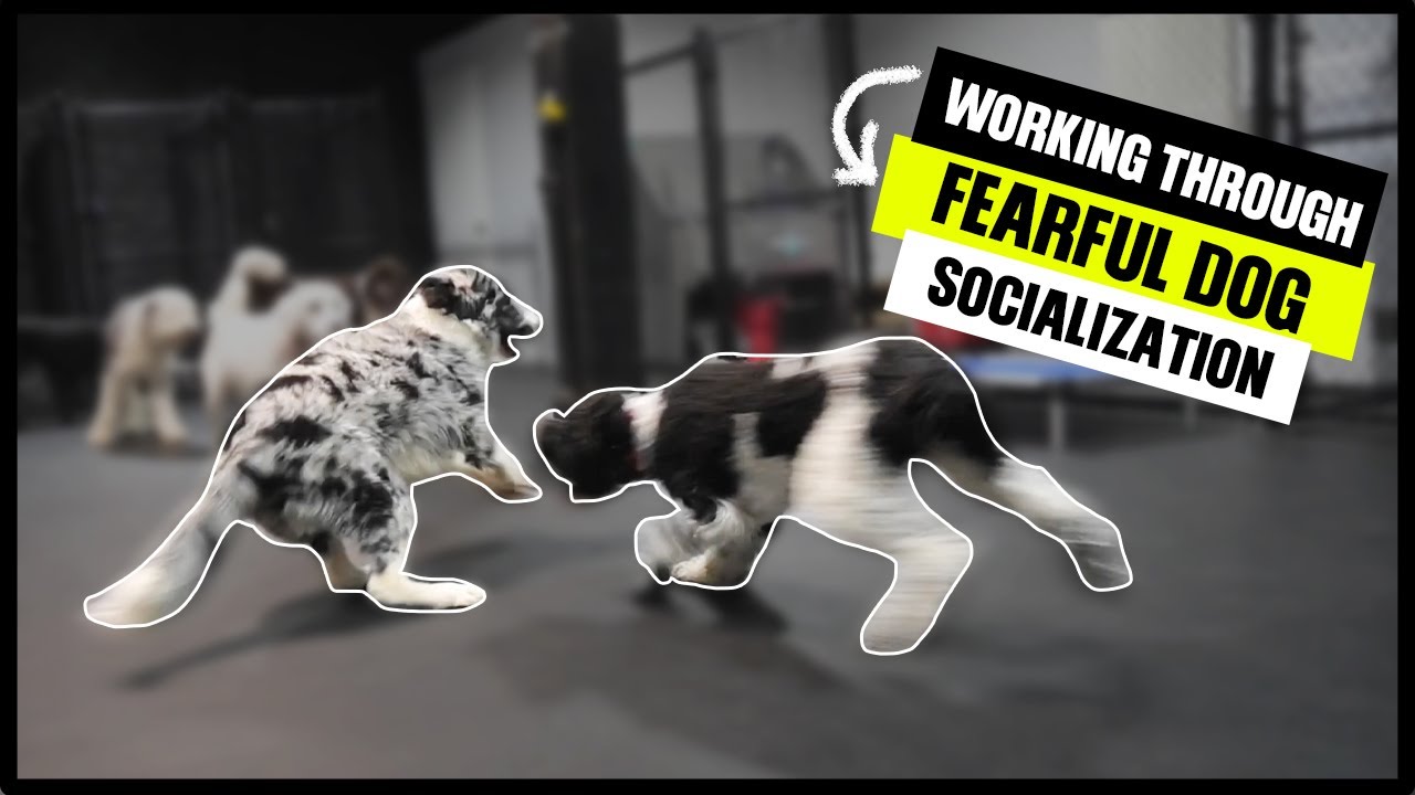 Working Through Fearful Dog Socialization Youtube