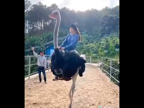 Ostrich Ride Young Girl Rides Ostrich Alone China Zoo Youtube