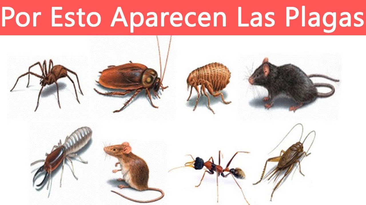 рџђњpor Estгѓ Razг N Aparecen Plagas En Tu Casa Energгќa Detrгўs De Chinches