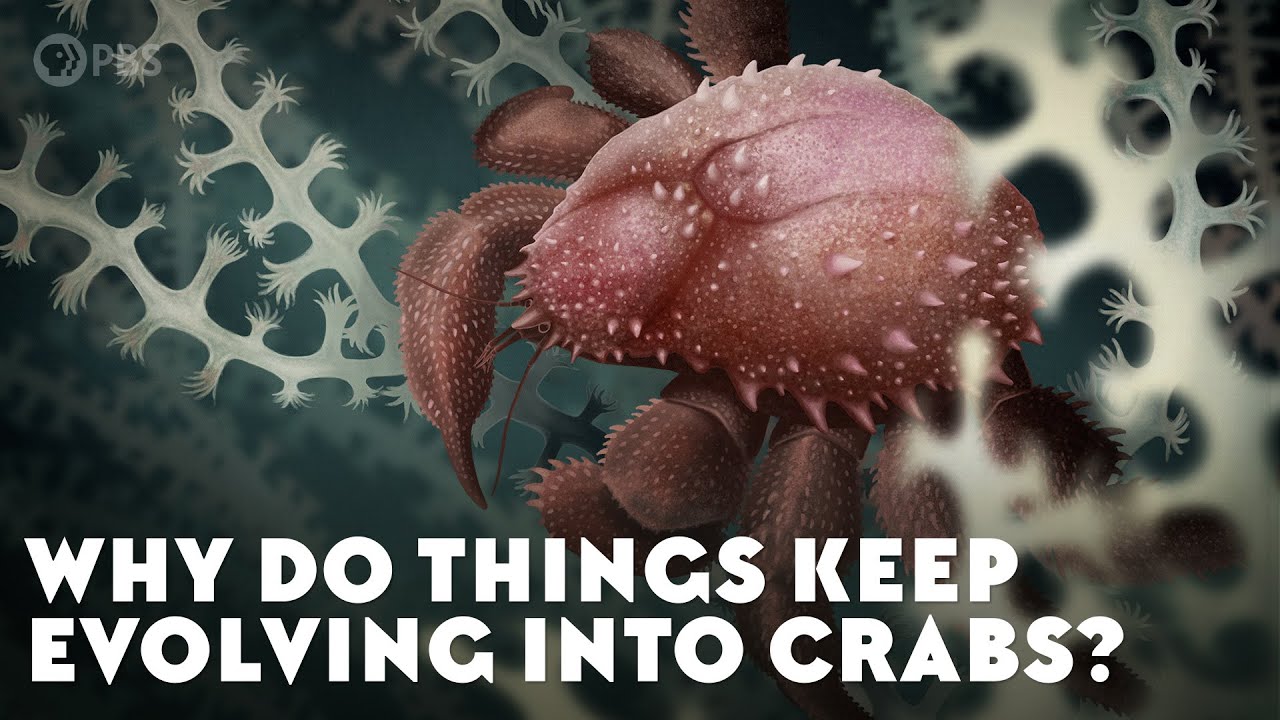 Why Do Things Keep Evolving Into Crabs Youtube