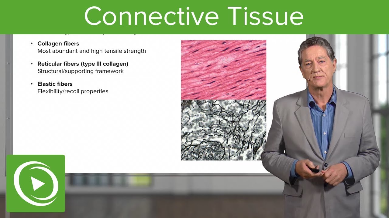 Connective Tissue Histology Lecturio Youtube