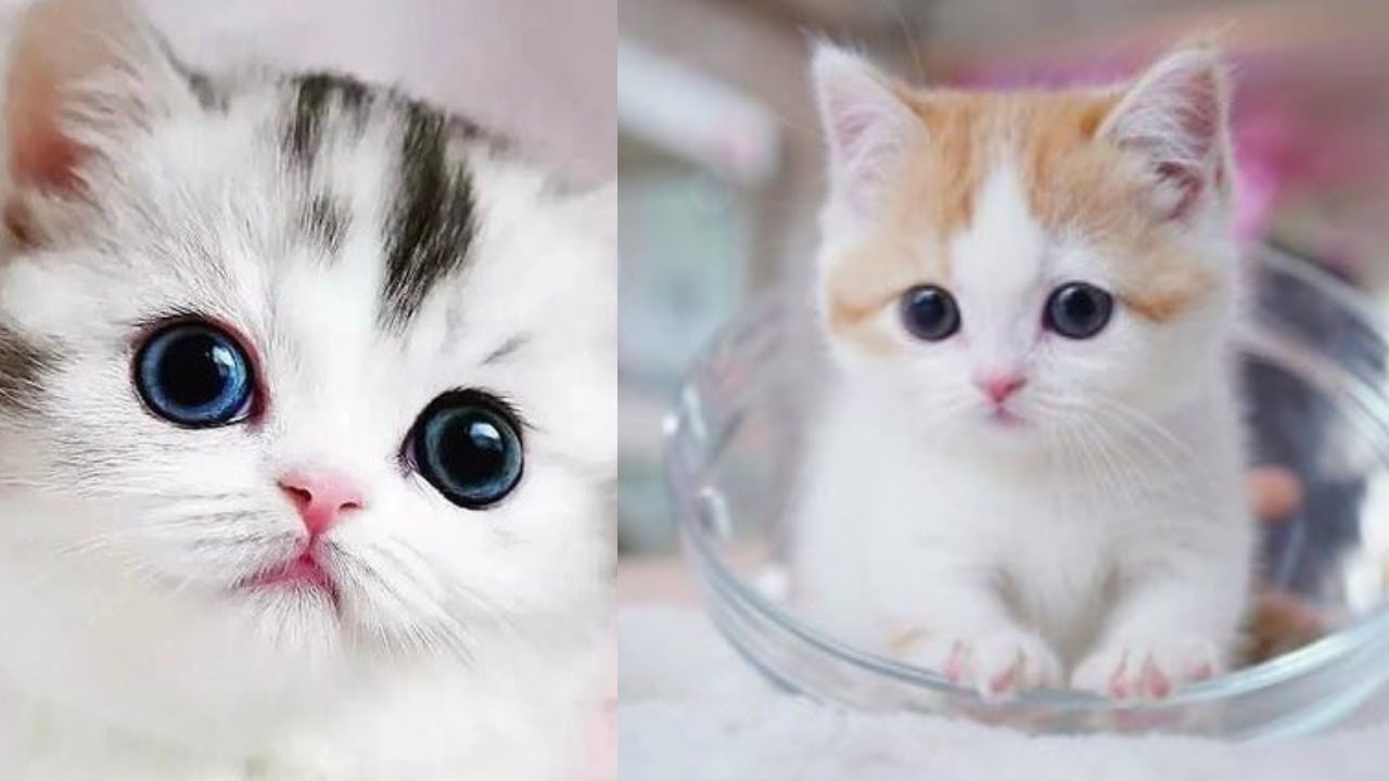 Funny Cat Video Cute Playing Cat Shorts Cat Tom Youtube