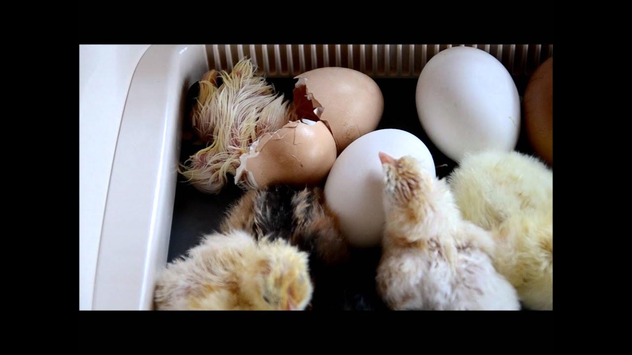 Chicken Egg Hatching In Incubator Hd Youtube
