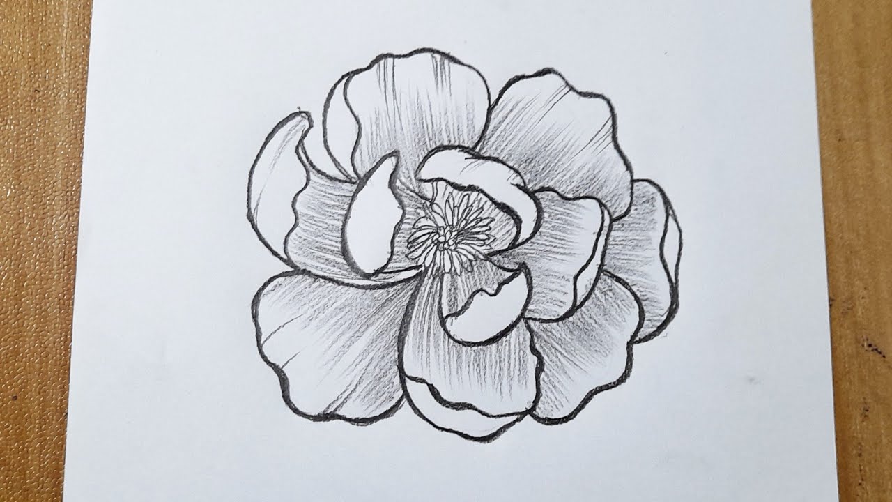 Simple Peony Drawing
