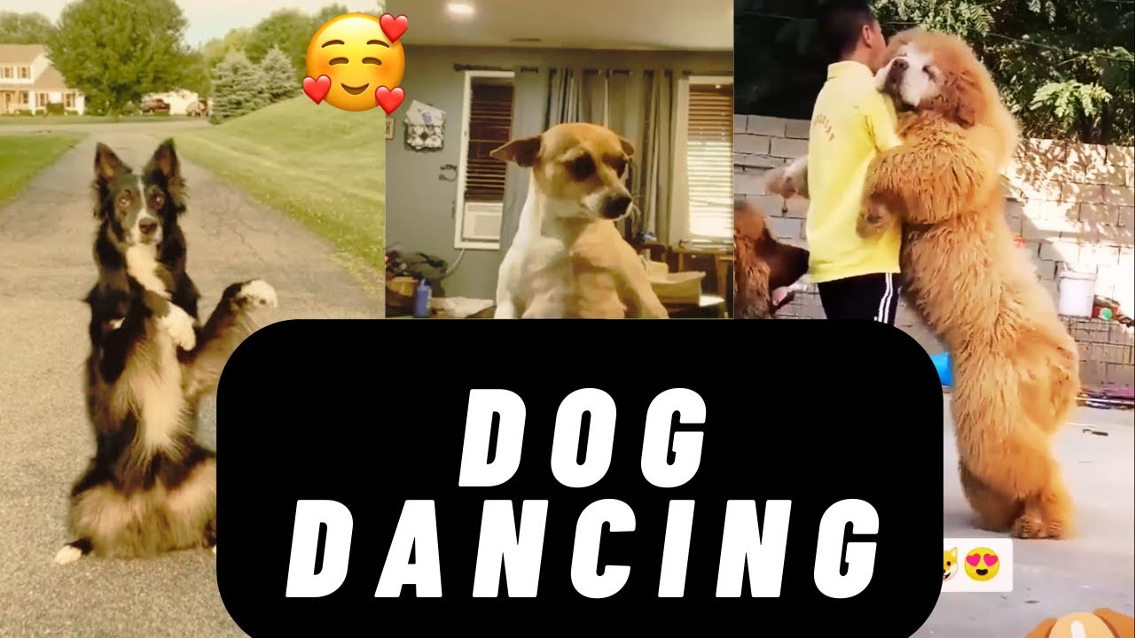 Funny Dogs Dancing Compilation Funniest Dog Videos рџґ рџґ Wonder Pets Cute