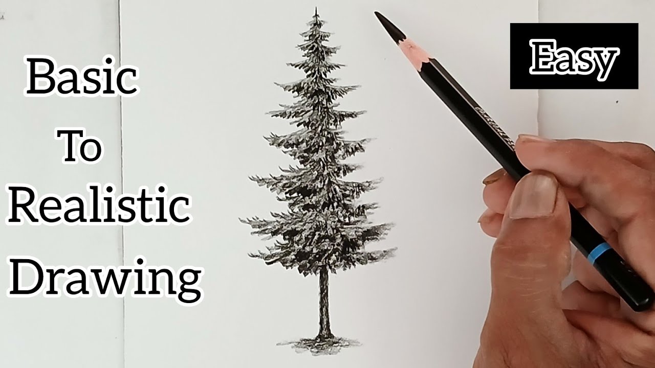 Pencil Drawing Of Pine Tree For Beginners Basic Drawing Realistic