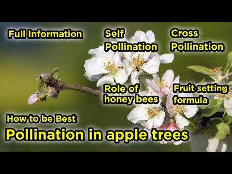 Pollination In Apple Trees 2021 Self Pollination Cross Pollination