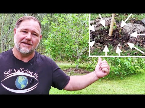 When To Transplant Young Fruit Trees