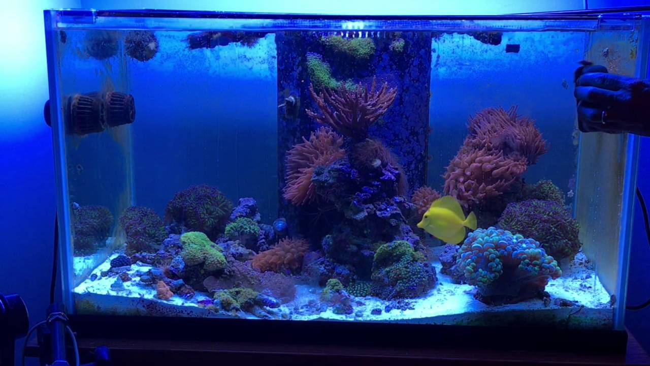 August 18 2017 Youtube