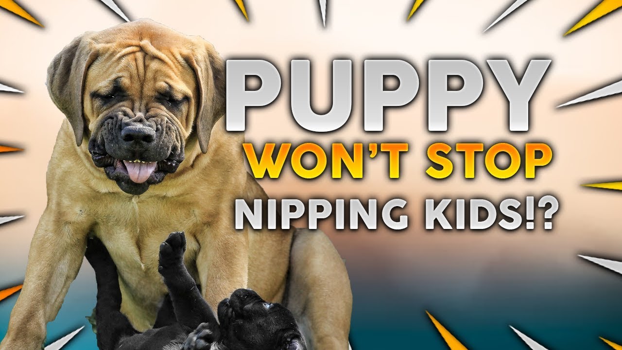 Stop Your Puppy Biting Nipping Your Children Youtube