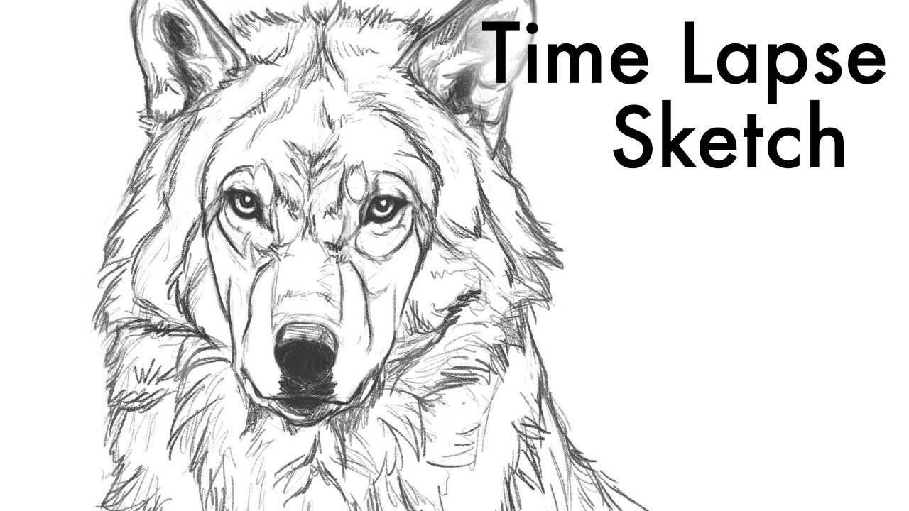 Wolf Time Lapse Sketch Youtube