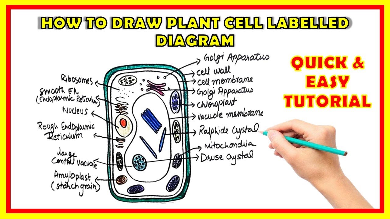 How To Draw Plant Cell For Class 9 Plant Cell Diagram Step By Step ...