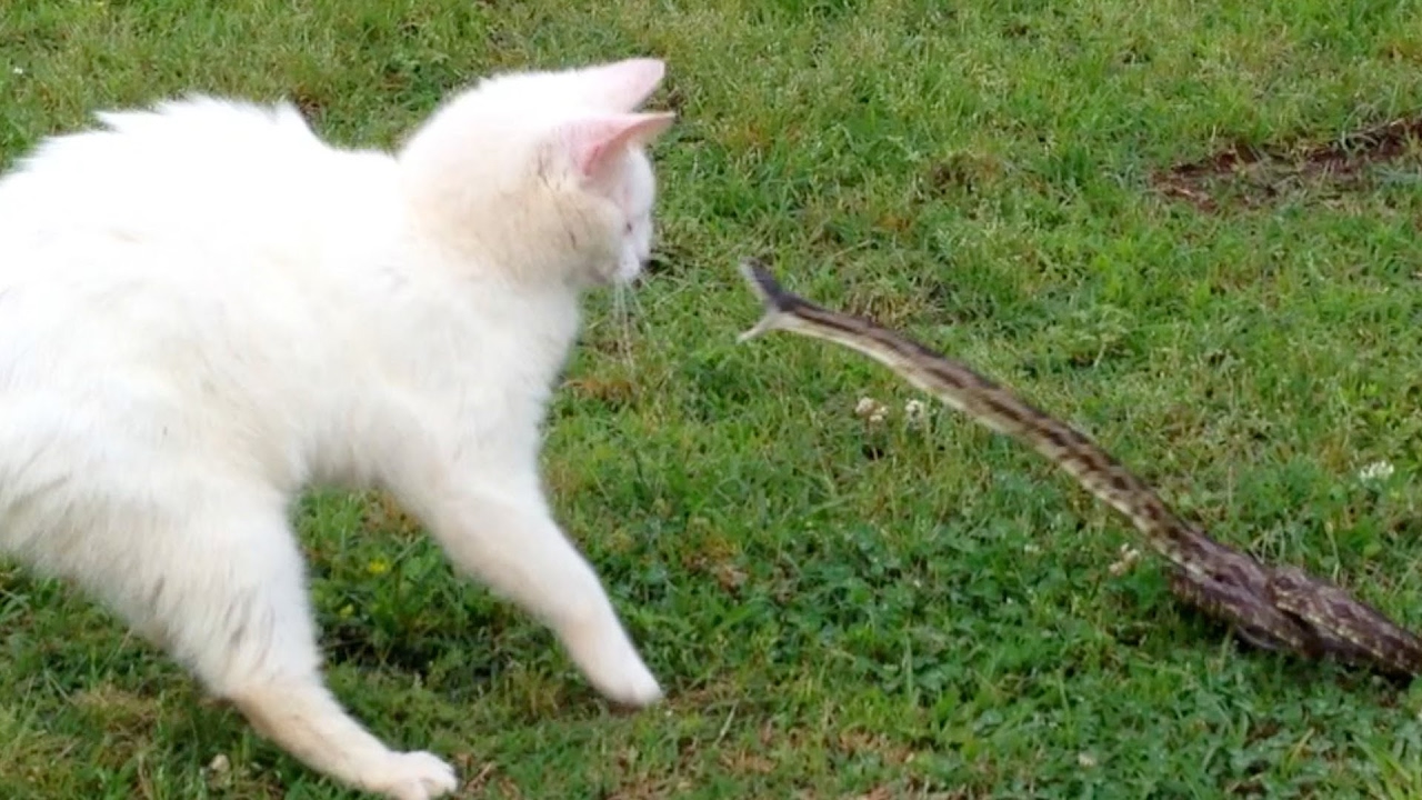 Cat Vs Python Snake Youtube