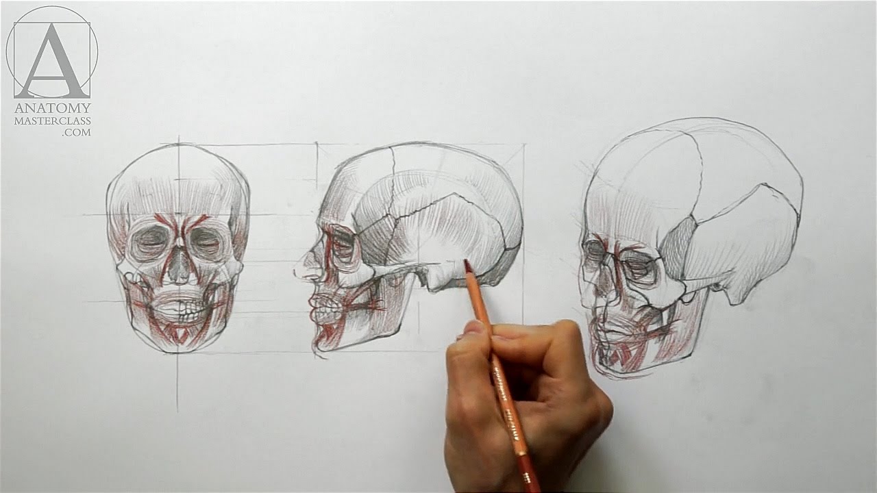 Face Anatomy Anatomy Master Class Youtube