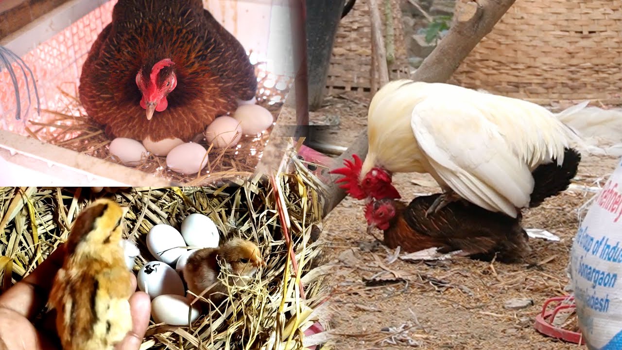 Hen Harvesting Eggs To Chicks Hen Hatching Eggs Agriculture Farming
