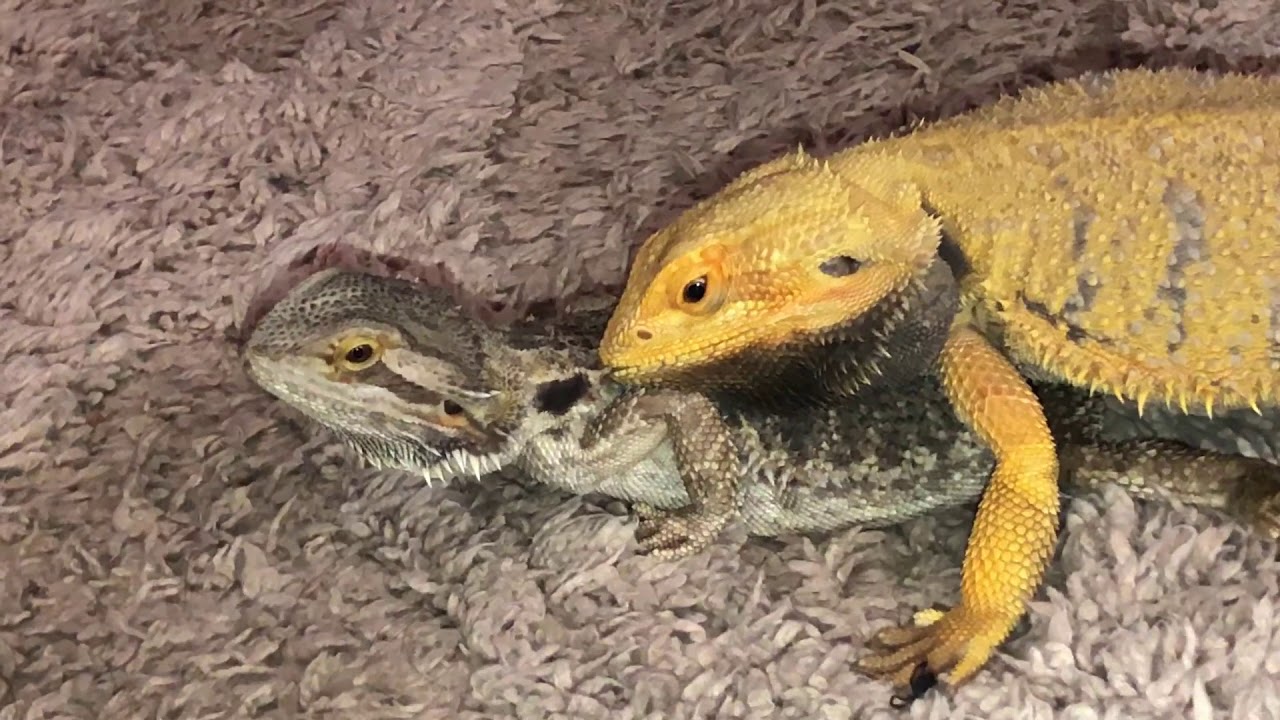 Bearded Dragons Mating