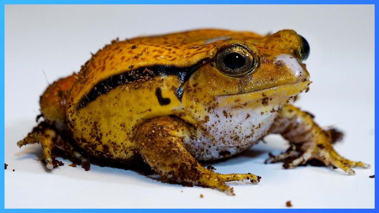 Tomato Frogs Are Built Different Youtube