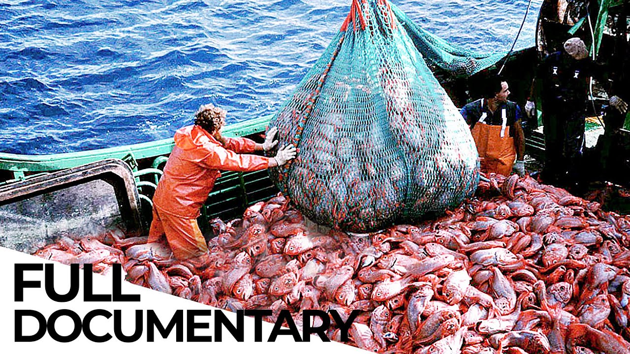 Overfishing