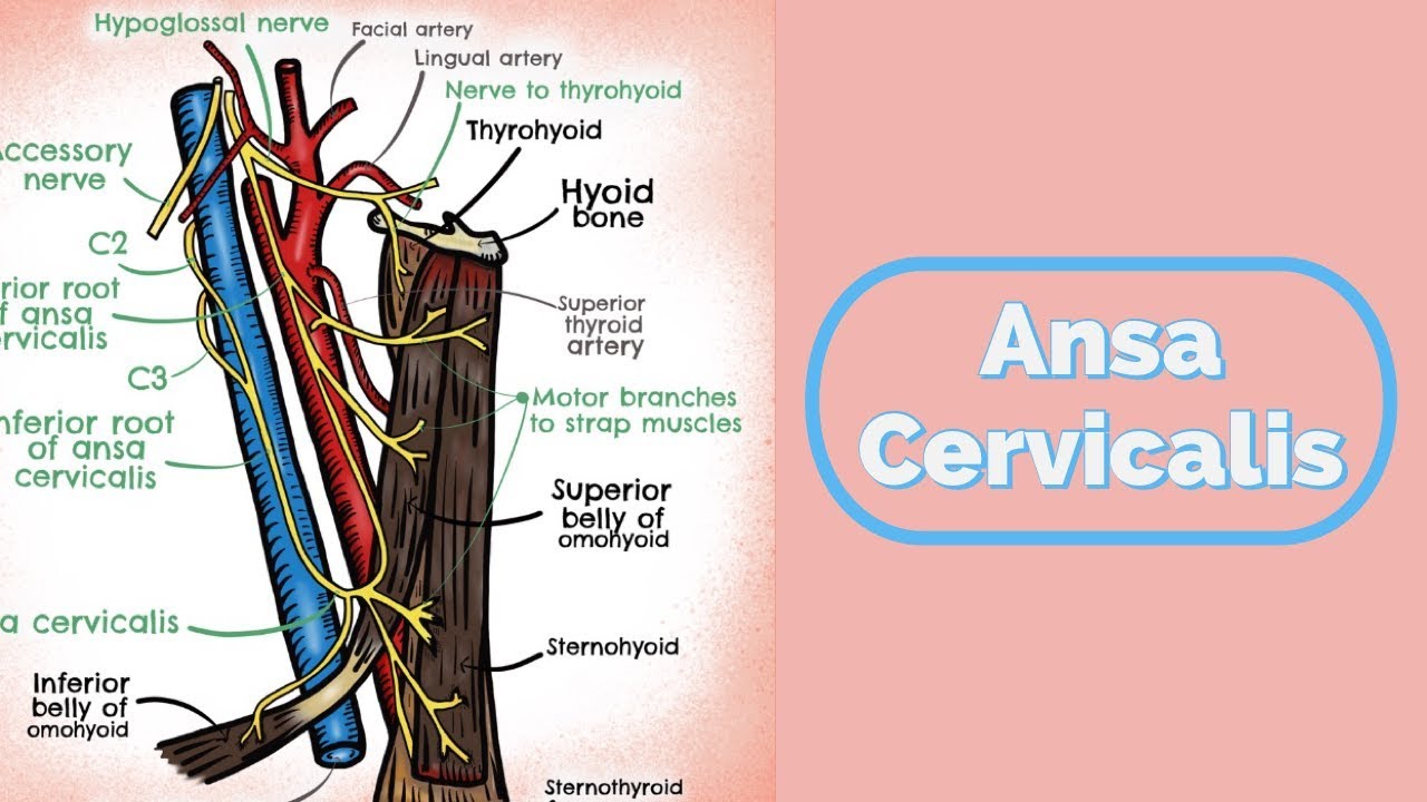 Ansa Cervicalis Youtube
