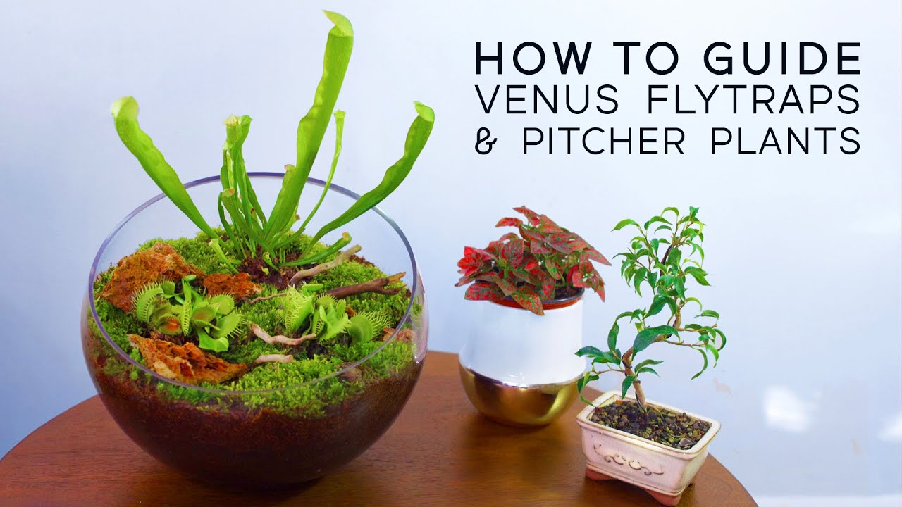 How To Carnivorous Plant Bowl Venus Fly Trap Pitcher Plants Youtube