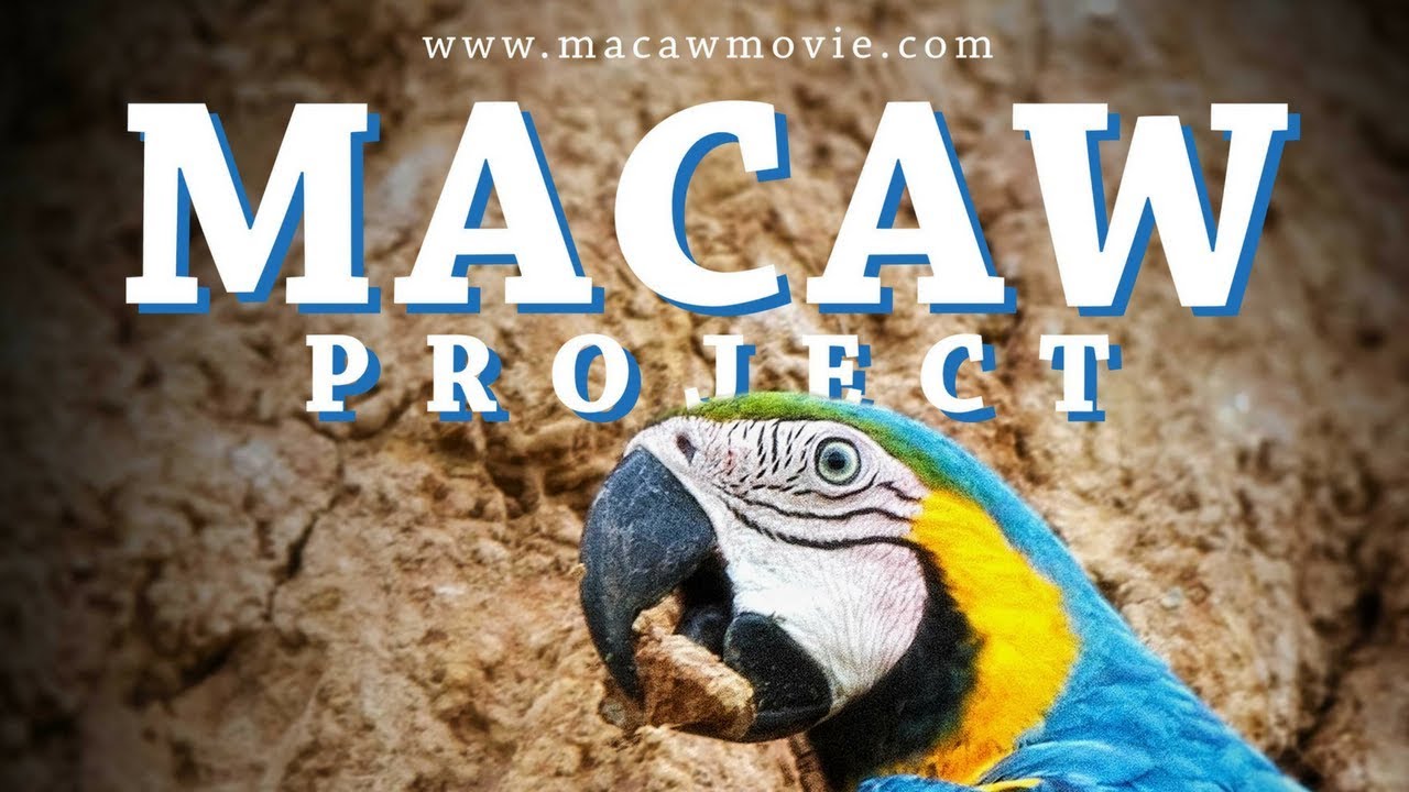 The Macaw Project Documentary Youtube