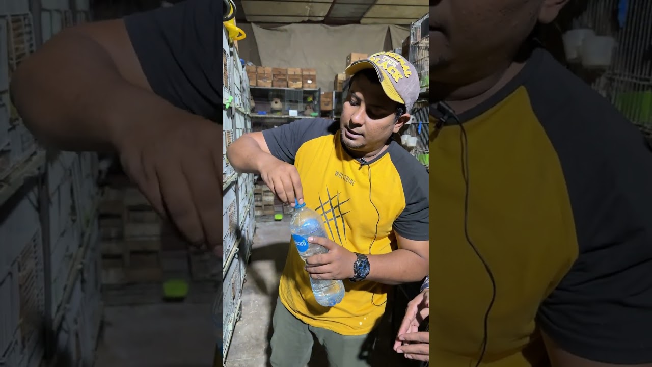 Lovebirds Breeding Tips Pro Housepetscare