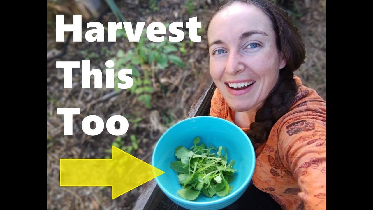 Harvest Your Seedlings Youtube