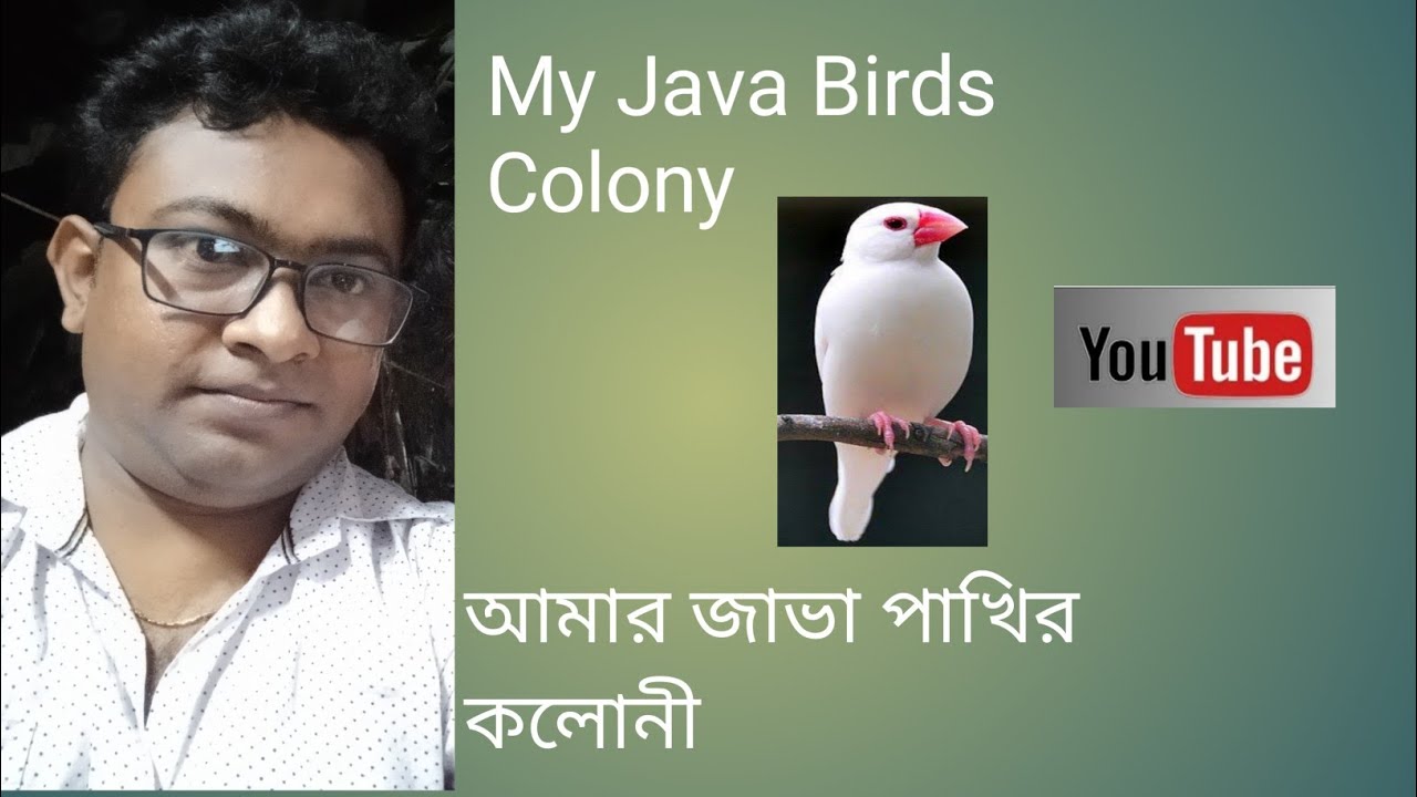 Java Bird S Youtube