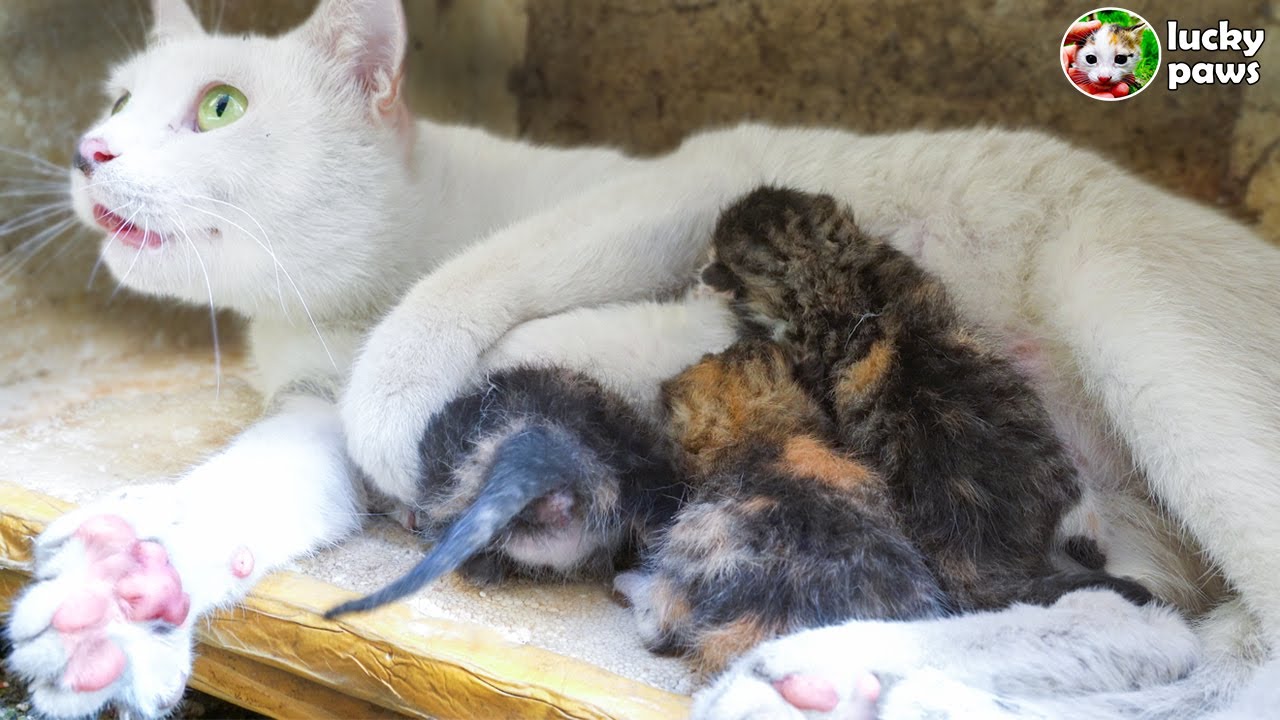 The Mother Cat Is Worried Because She Gave Birth To 4 Kittens In A