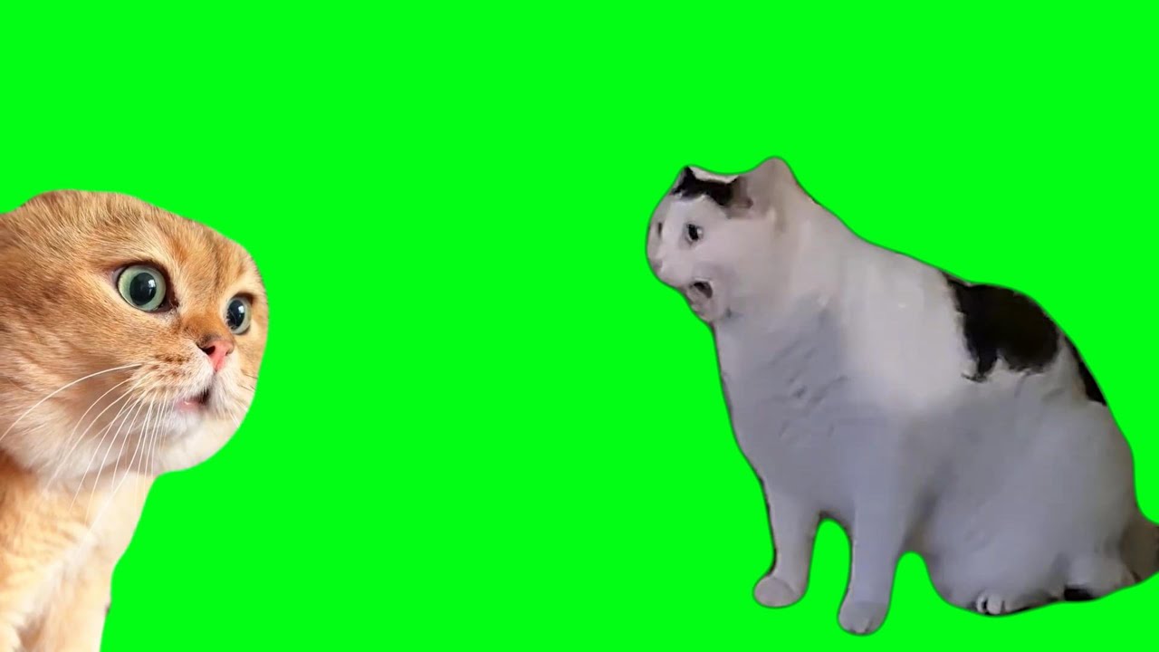 Talking Cats Meme Green Screen Youtube