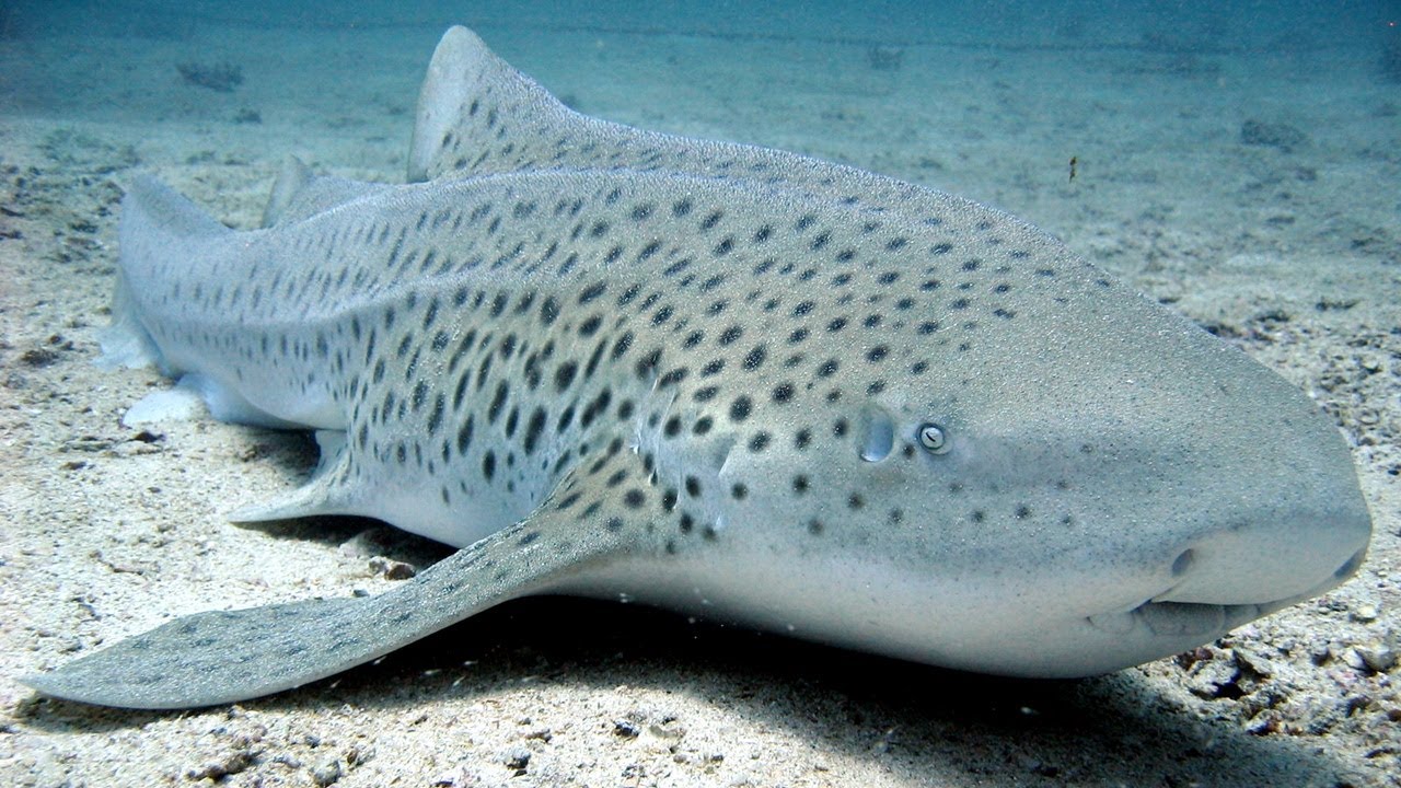 El Tiburón Cebra Stegostoma Fasciatum Ficha Técnica Youtube