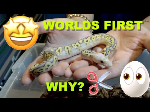 Worlds First Ball Python Clutch Update Why Do I Cut Eggs Youtube