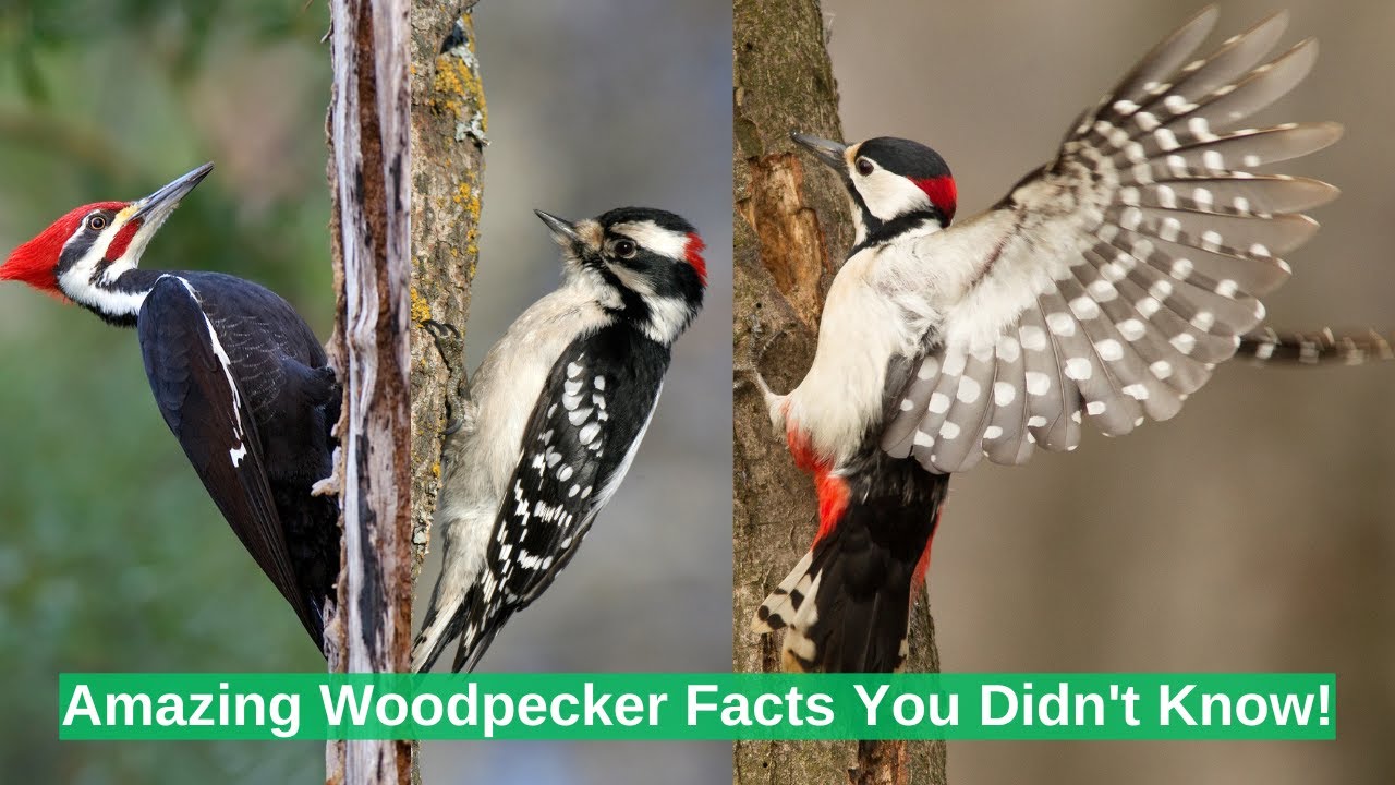Amazing Woodpecker Facts You Didn T Know Youtube