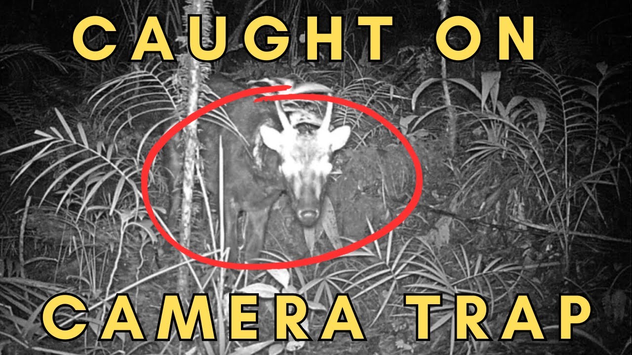 Extinct Animals Caught On Camera How Ai Can Help Save Endangered